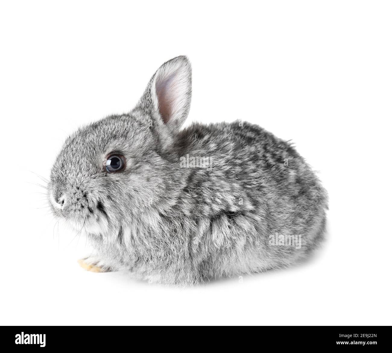 Cute fluffy rabbit on white background Stock Photo - Alamy