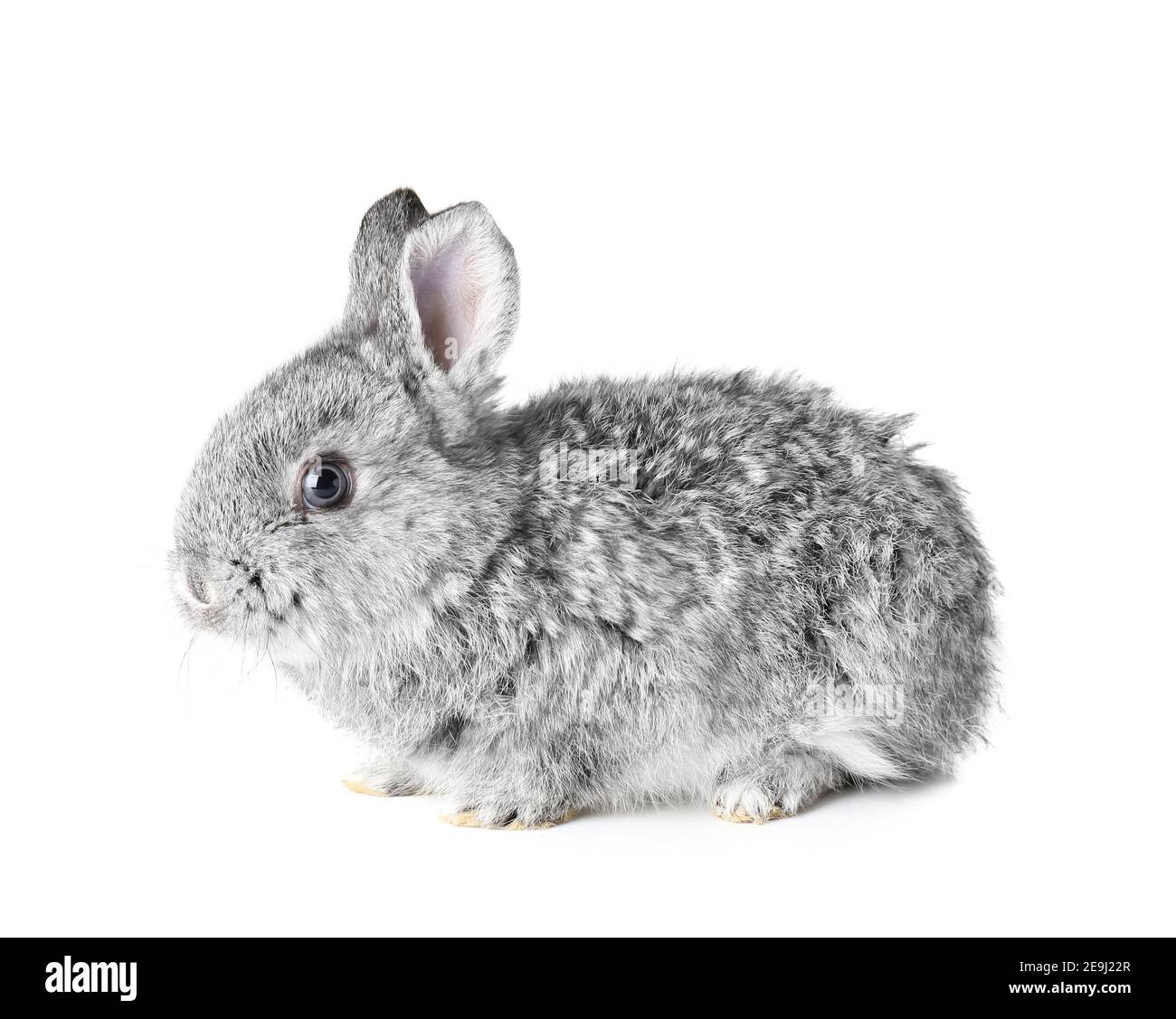 Cute fluffy rabbit on white background Stock Photo - Alamy