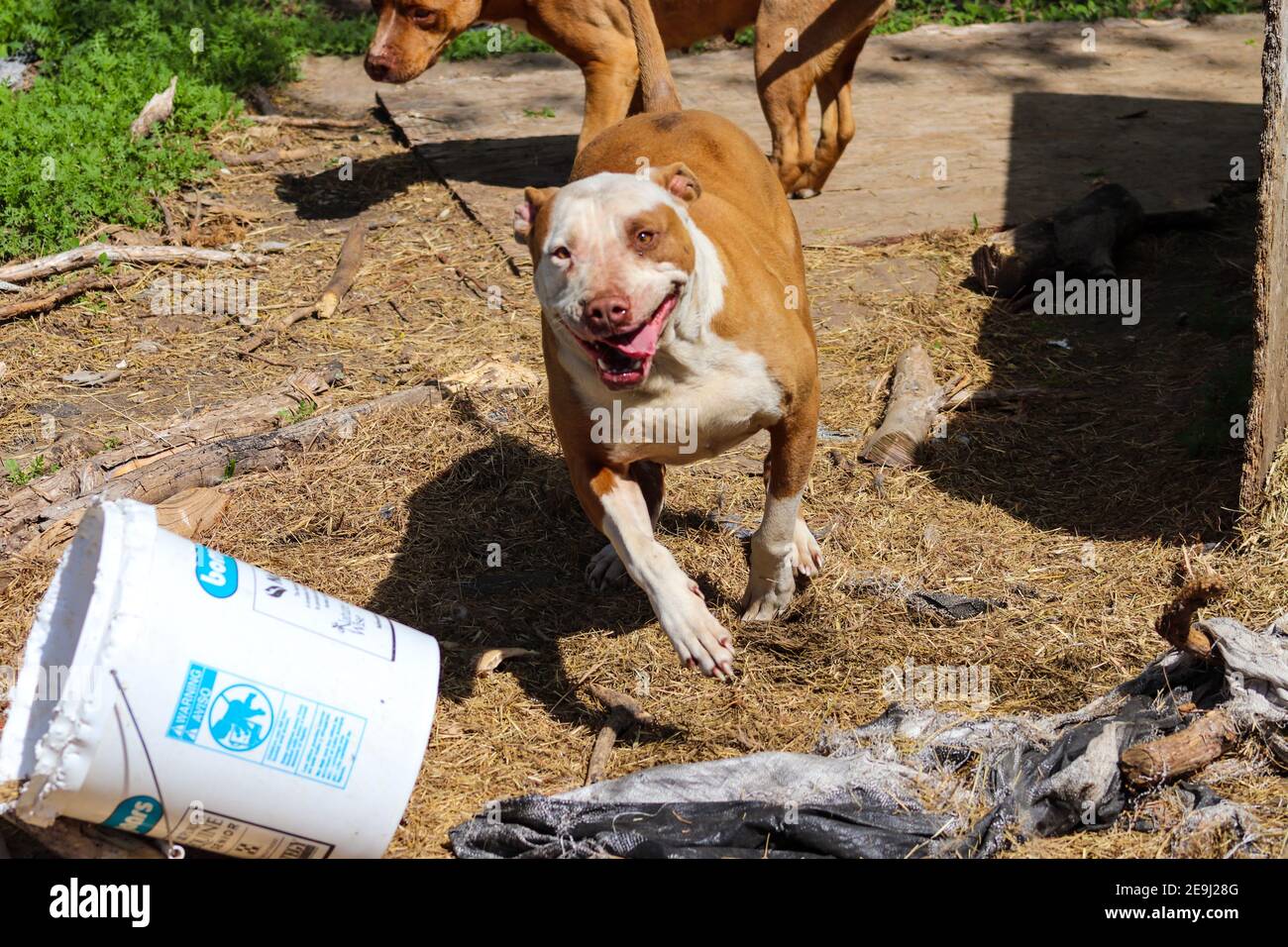 Curious pit bull hi-res stock photography and images - Alamy