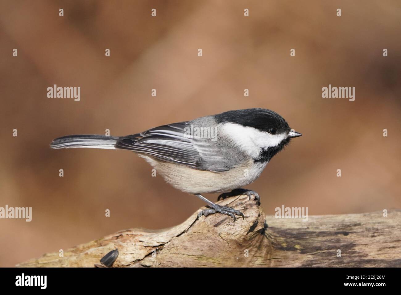 Black Capped Chickadee Flying High Resolution Stock Photography and ...
