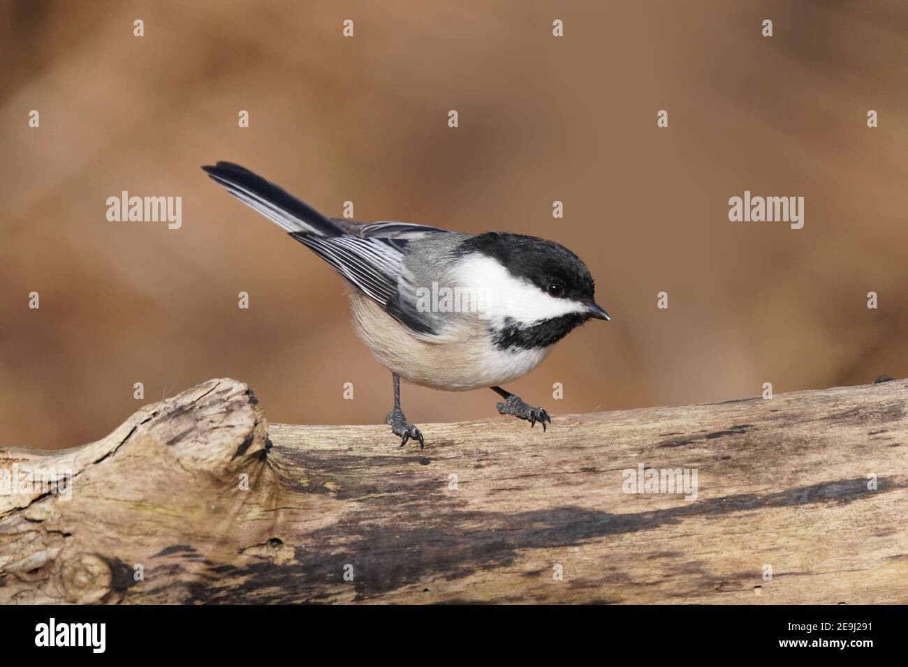 Black capped chickadee flock hi-res stock photography and images - Alamy