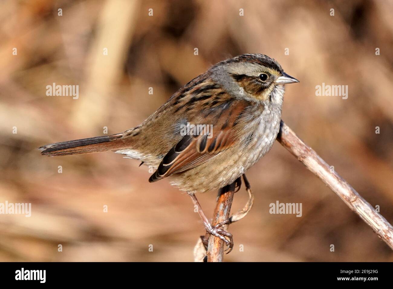 One of thirty species of sparrows in ontario hi-res stock photography ...