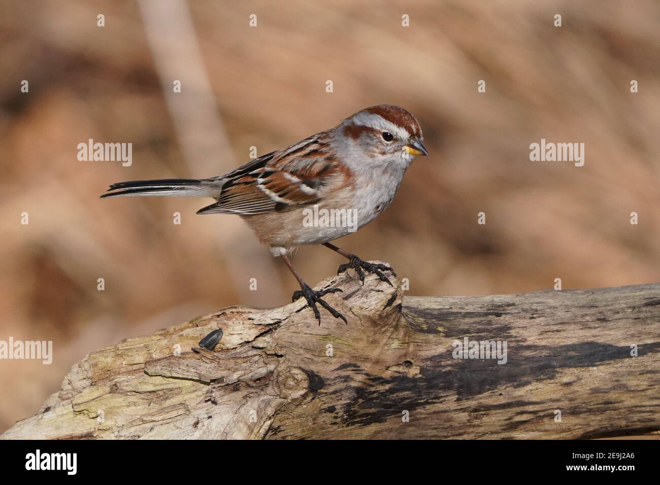 One of thirty species of sparrows in ontario hi-res stock photography ...