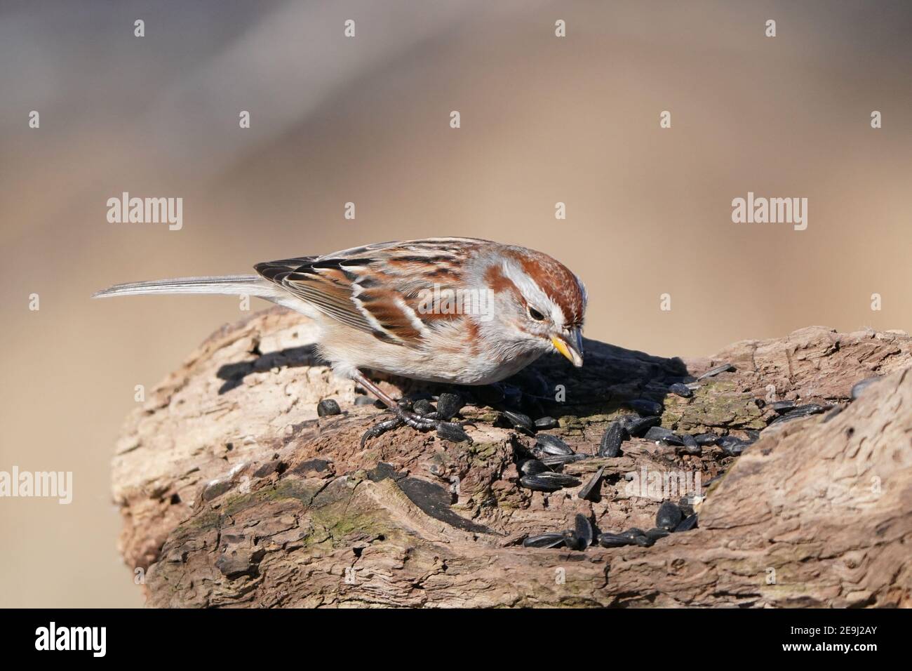 One of thirty species of sparrows in ontario hi-res stock photography ...