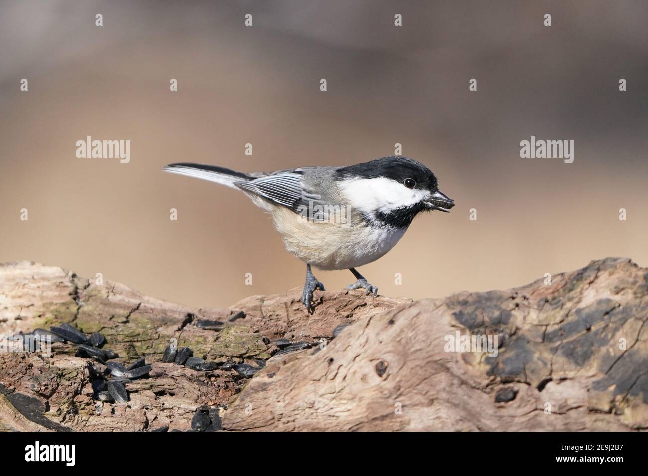 Black capped chickadee flock hi-res stock photography and images - Alamy