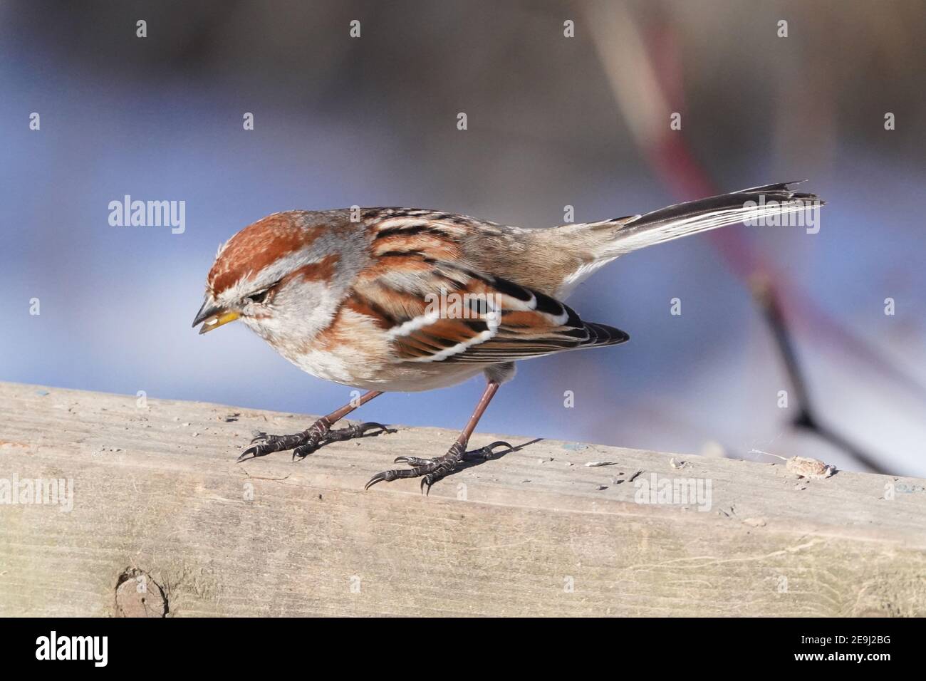 Ontario Winter Birds High Resolution Stock Photography and Images - Alamy