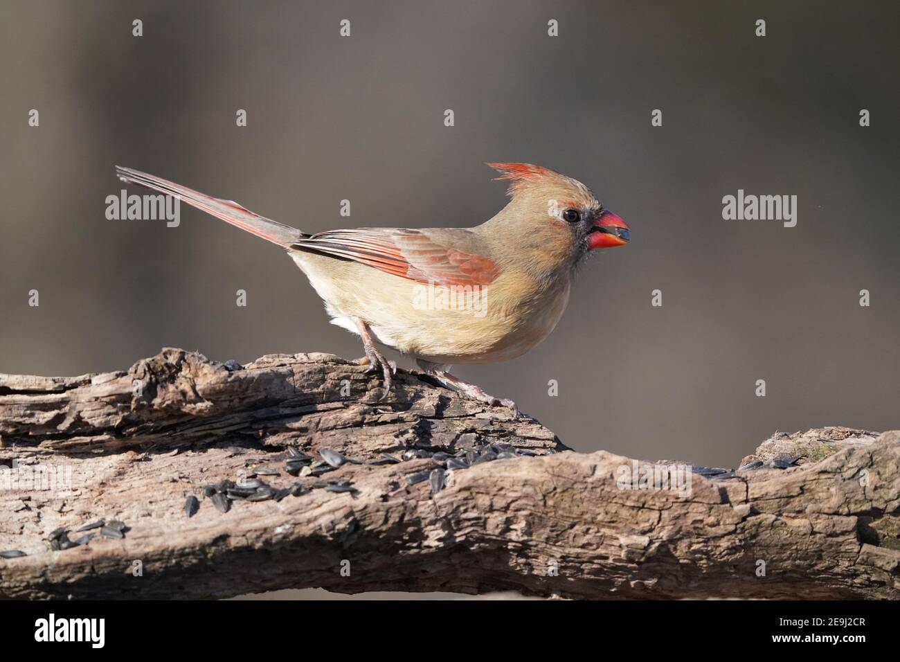 Northern Cardinal in forest in winter Stock Photo - Alamy