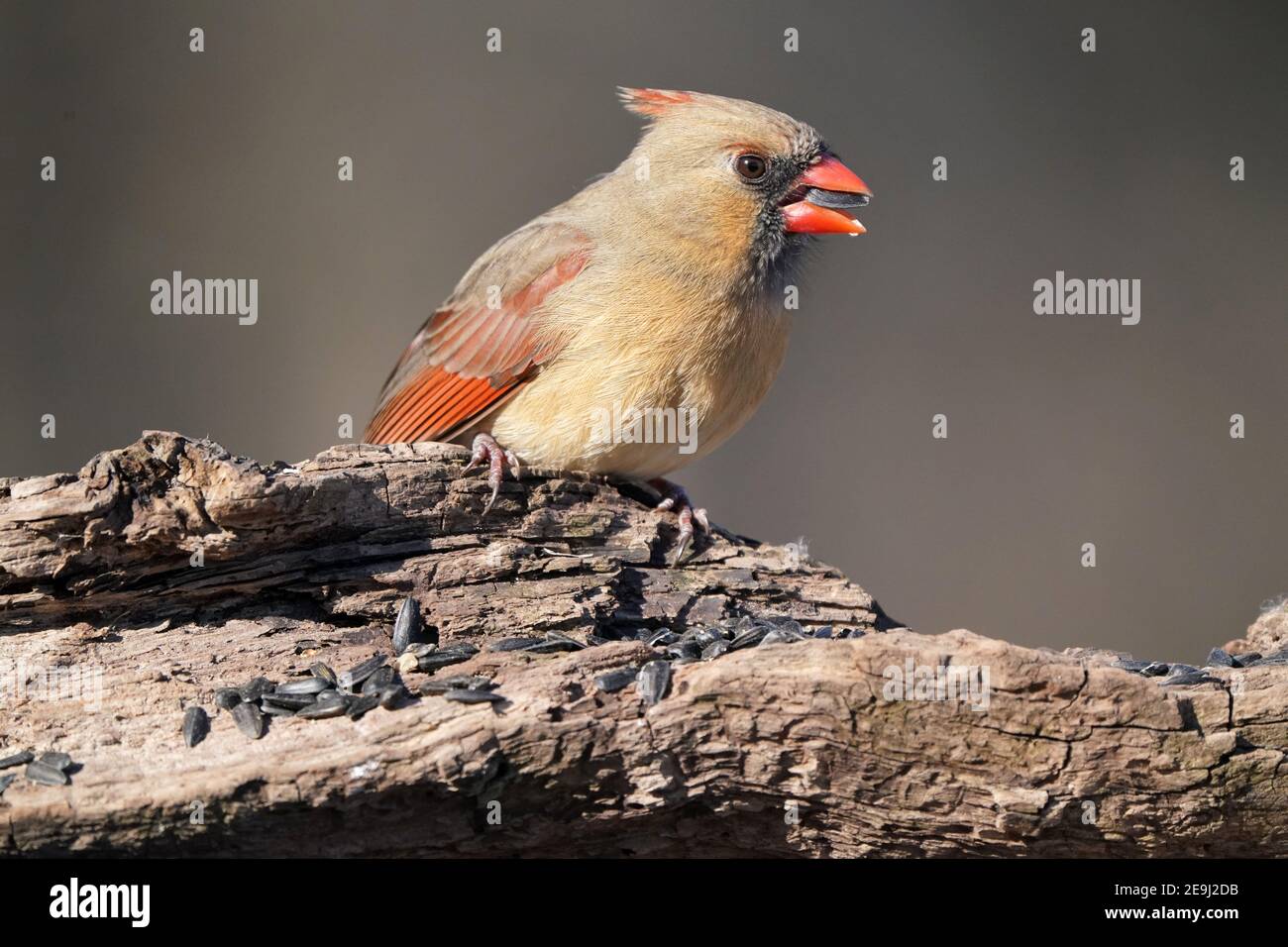 Northern cardinal in flight hi-res stock photography and images - Alamy