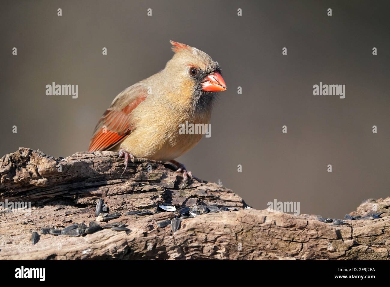 Northern Cardinal in forest in winter Stock Photo - Alamy