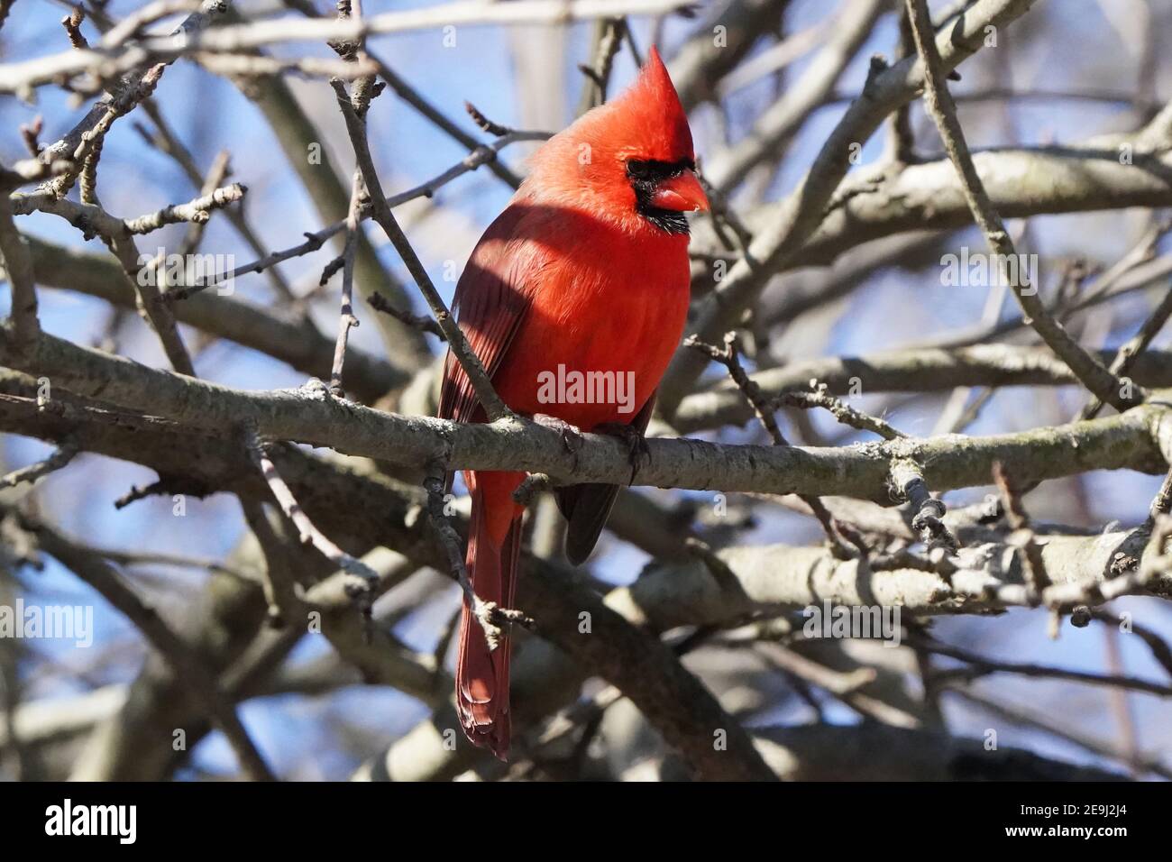 Cardinal bird feet hi-res stock photography and images - Alamy