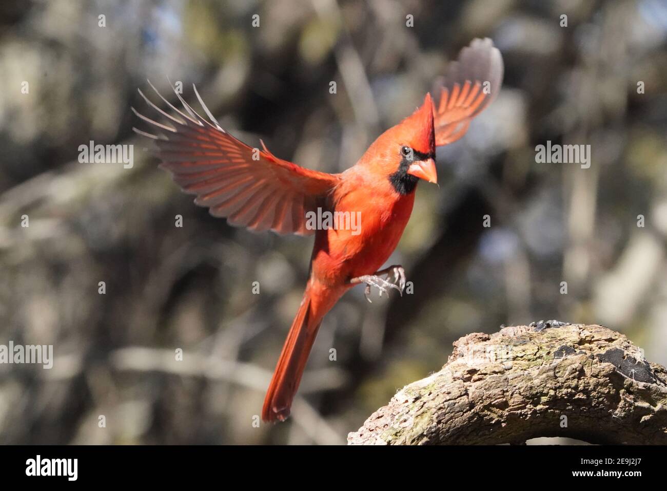 Legs tucked in when flying hi-res stock photography and images - Alamy