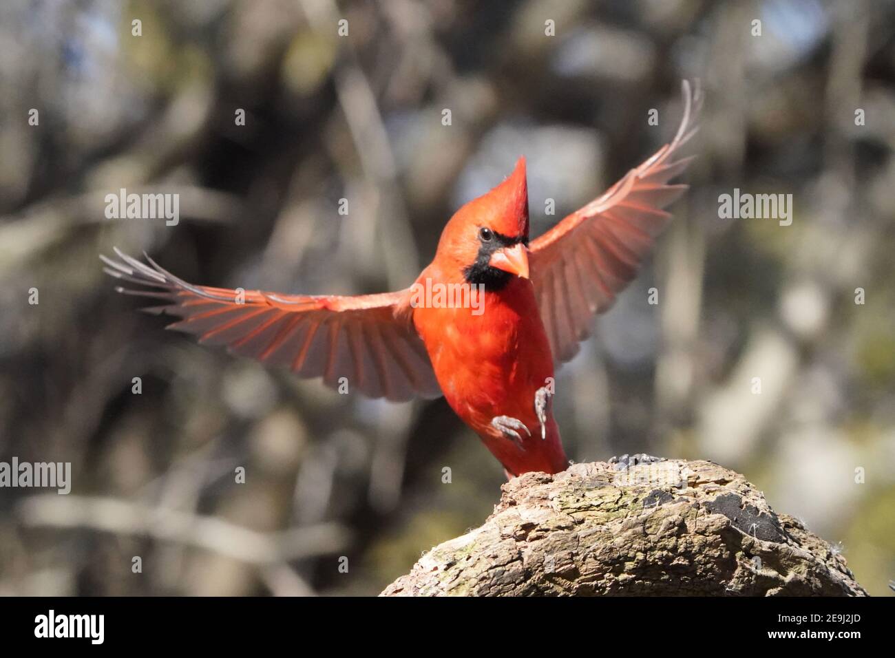 Northern cardinal in flight hi-res stock photography and images - Alamy