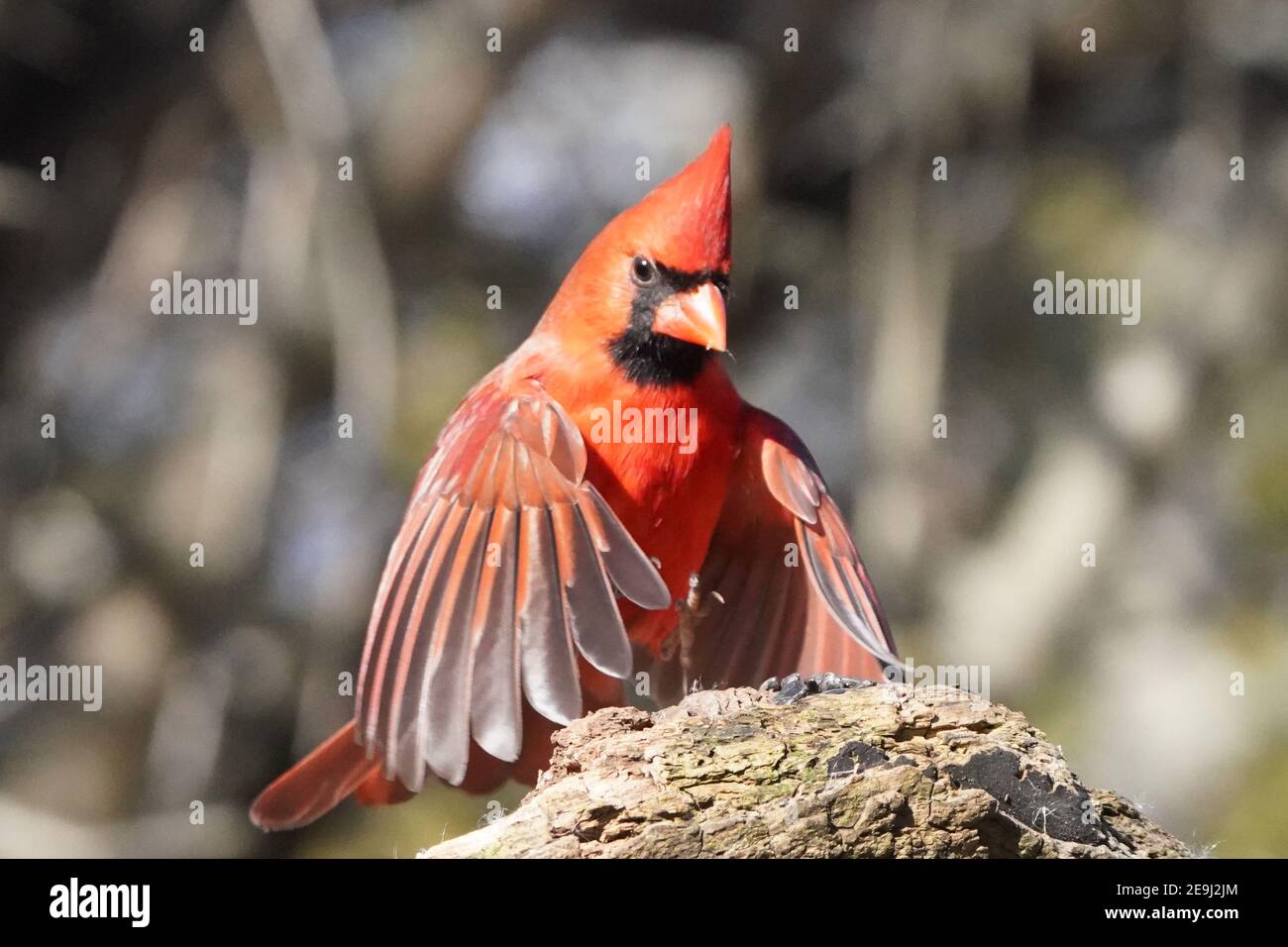 Red cardinal bird flying out hi-res stock photography and images - Alamy