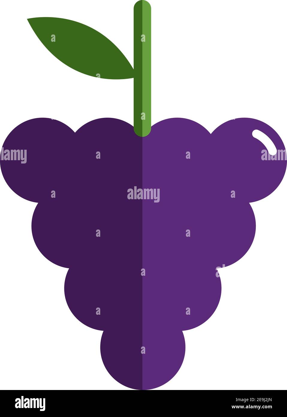 Purple grapes, illustration, vector on white background Stock Vector ...