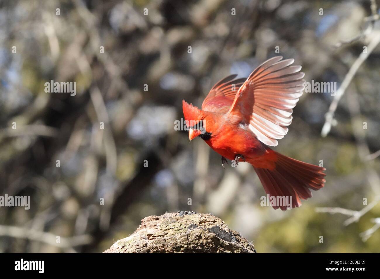 Northern Cardinal in forest in winter Stock Photo - Alamy