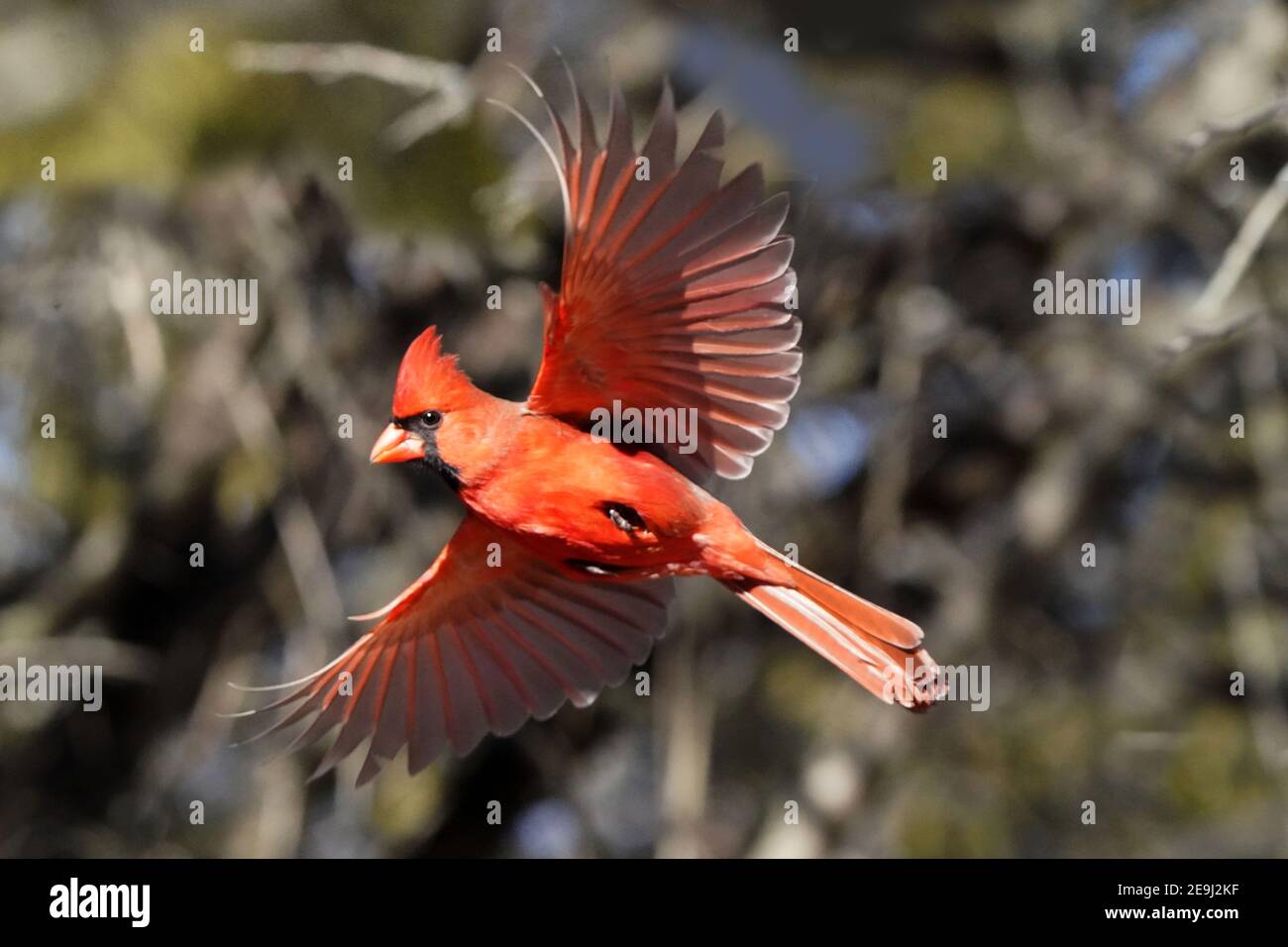 Northern Cardinal in forest in winter Stock Photo - Alamy