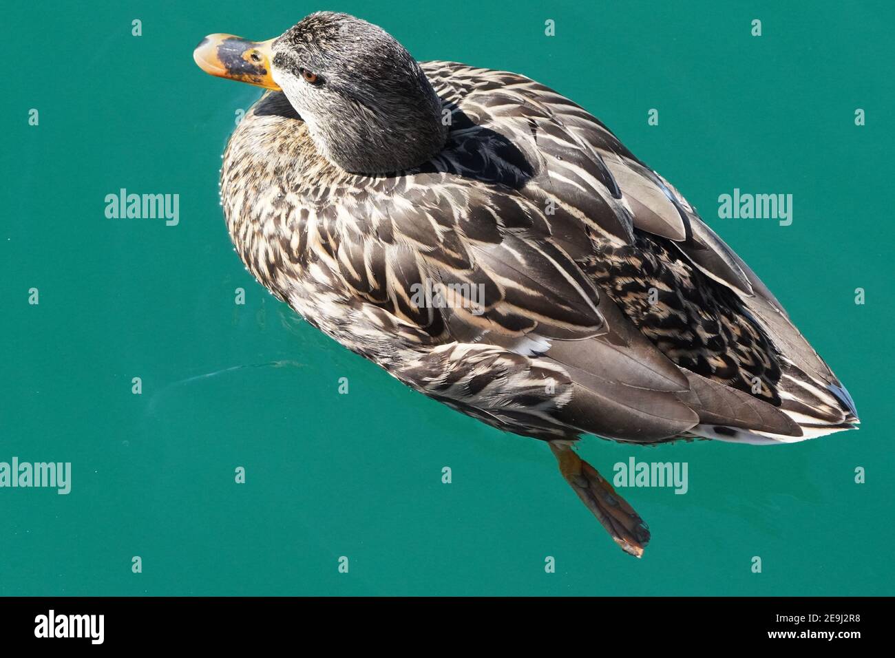 Duck with short tail hi-res stock photography and images - Alamy