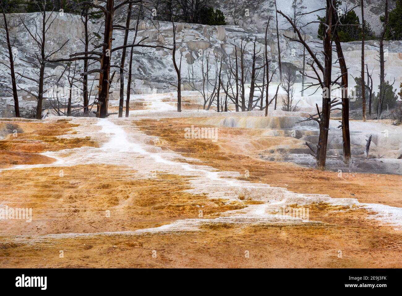 Water descending over travertine terraces from Angel Terrace at Mammoth ...