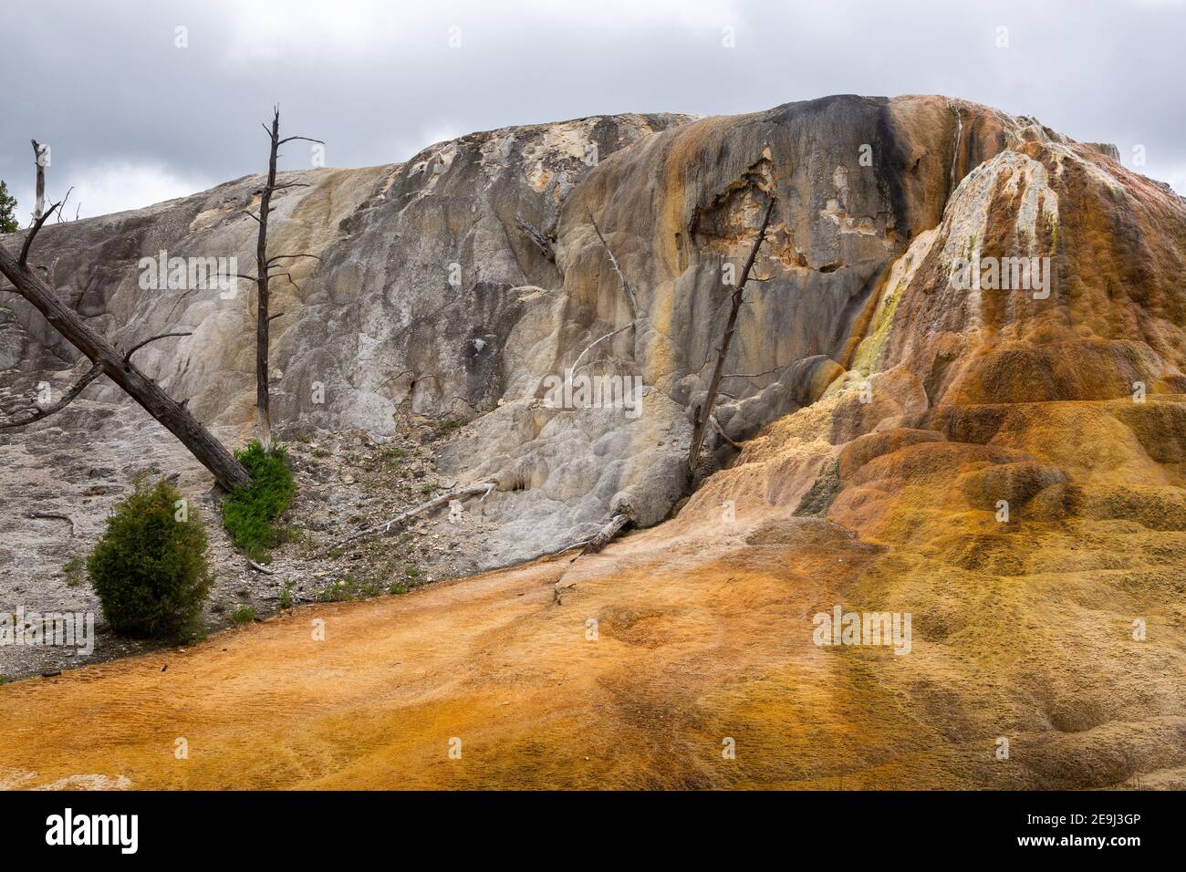 Tree trunks toppling over after being consumed by the travertine making ...