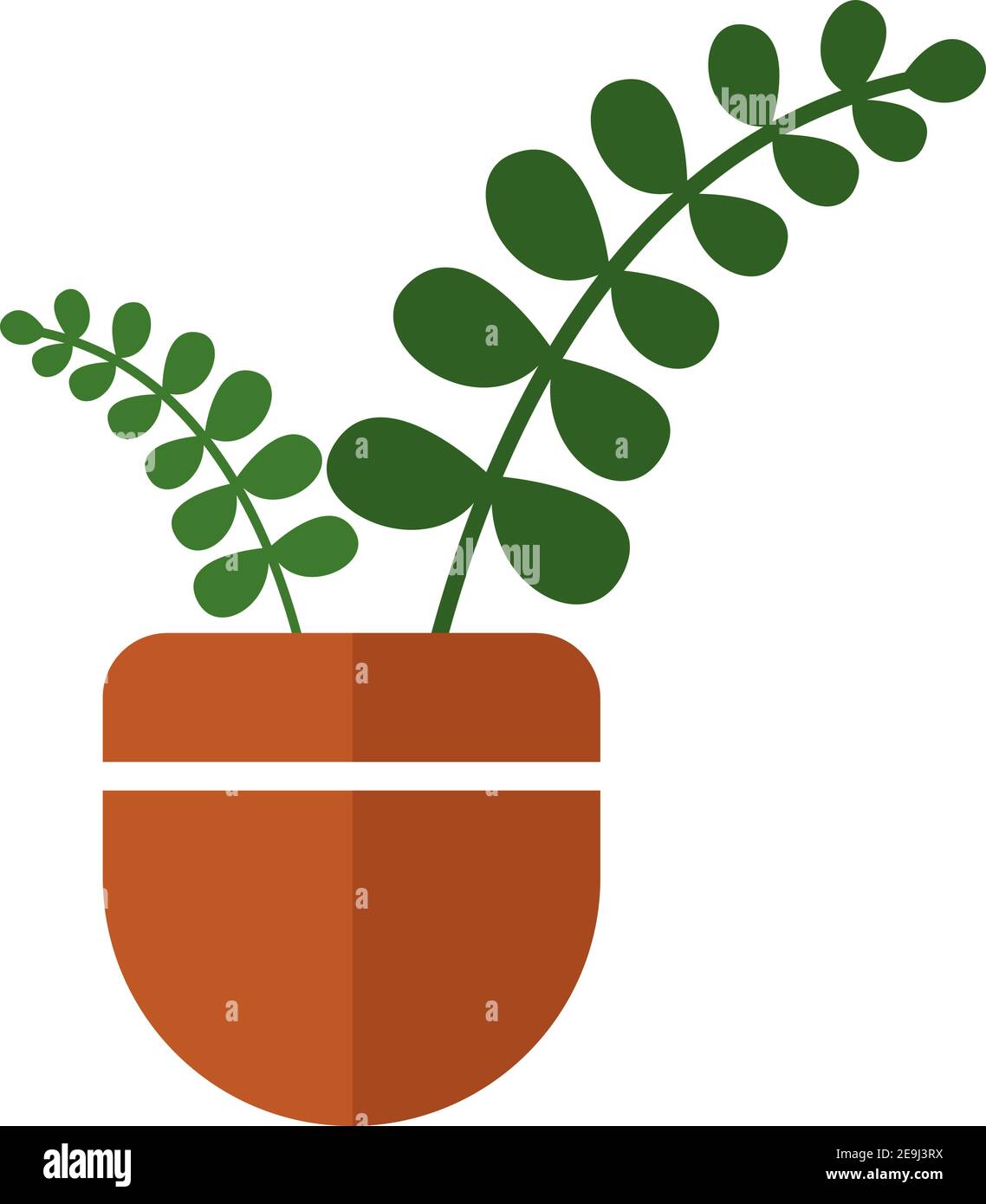 Zamioculcas zamiifolia pot Stock Vector Images - Alamy