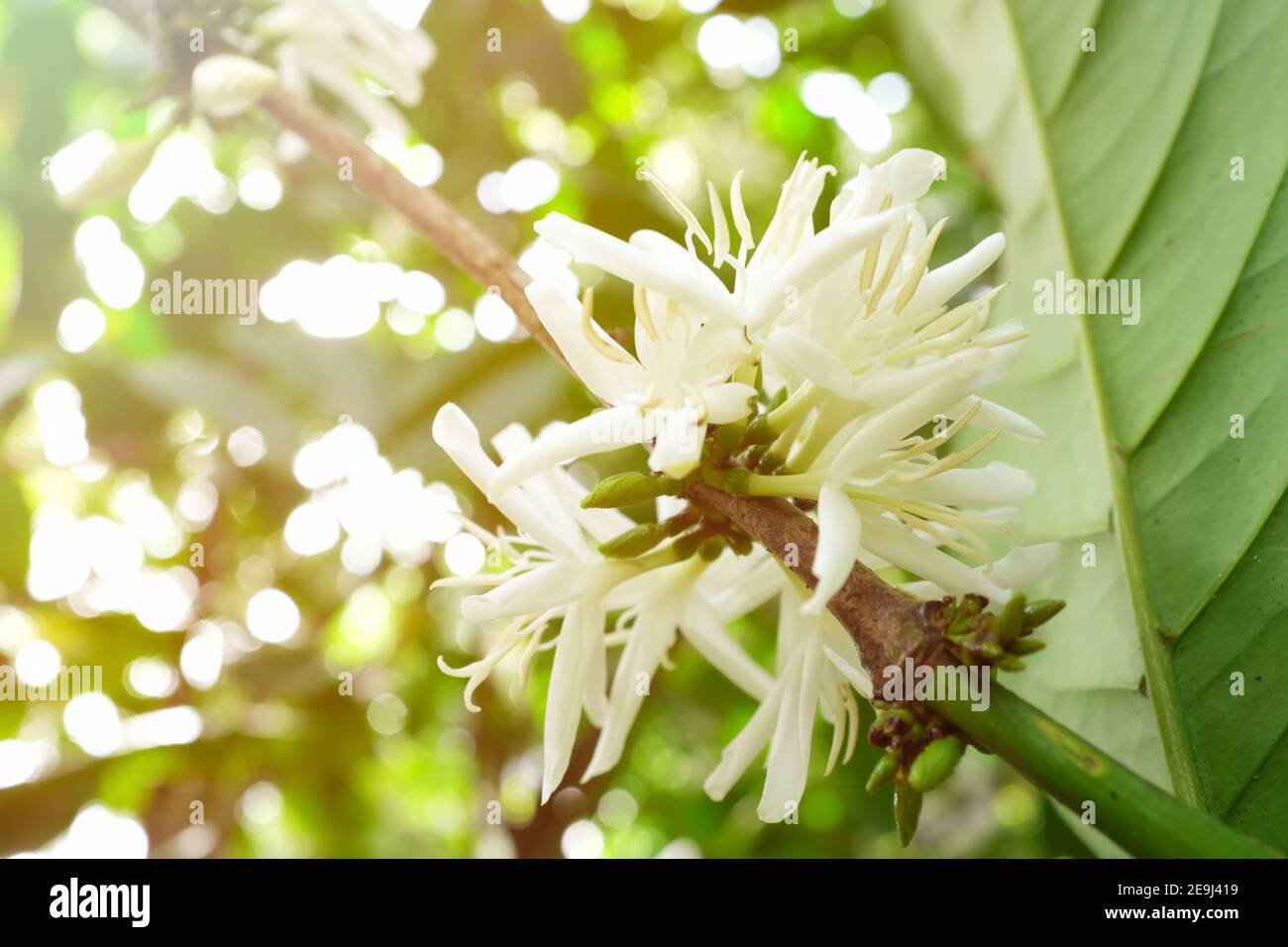 Kape barako hi-res stock photography and images - Alamy