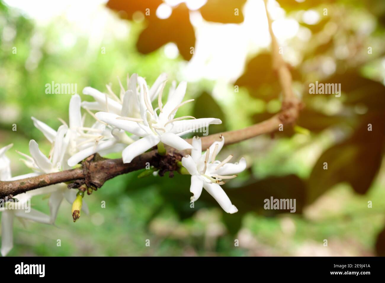 Selective focus of beautiful blooming or flowering white coffee tree ...