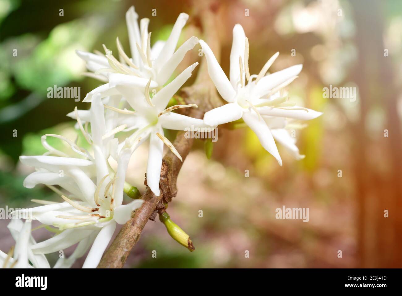 Selective focus of beautiful blooming or flowering white coffee tree ...