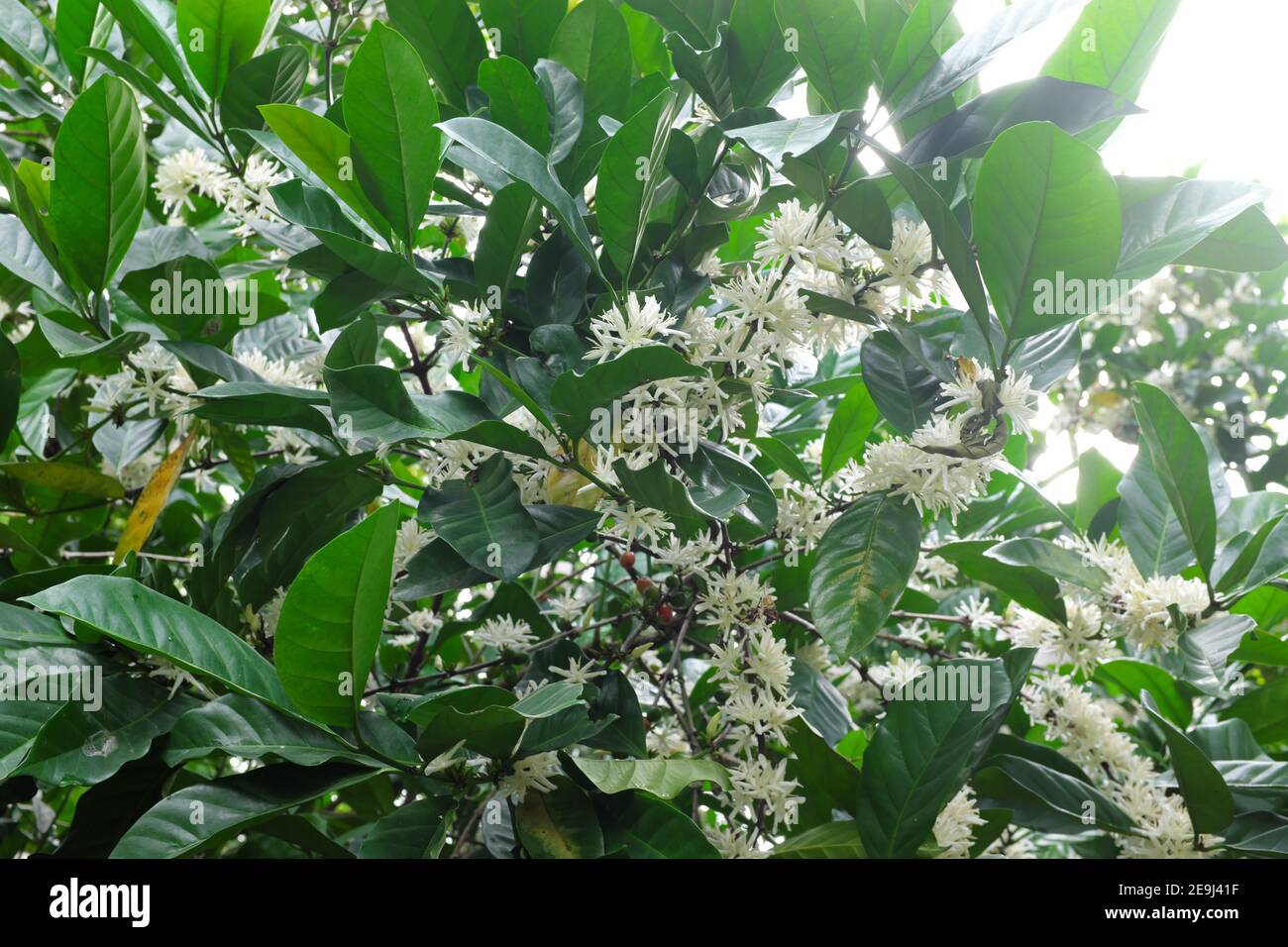 Selective focus of beautiful blooming or flowering white coffee tree ...