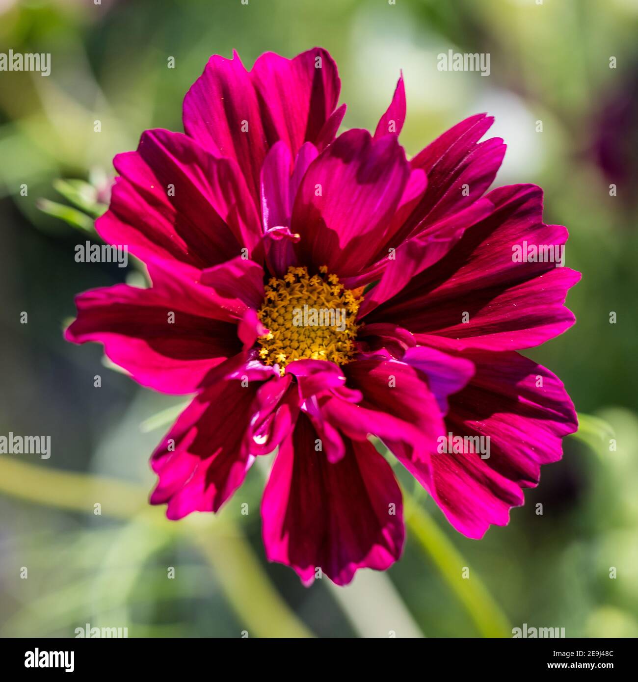 Cosmos bipinnatus cosmea compositae hi-res stock photography and images ...