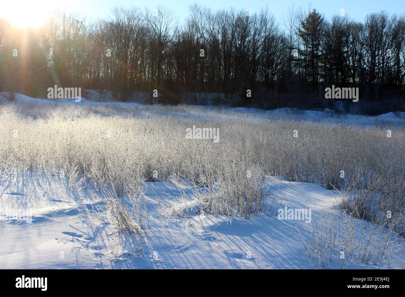 Sun Rising Over The Trees On a Frosty Winter Morning Stock Photo - Alamy