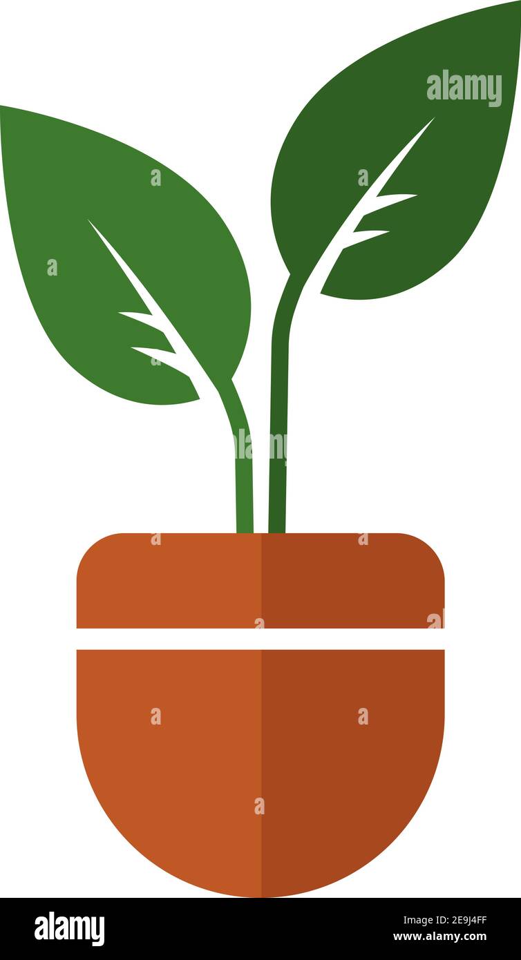 Ficus plant in a pot, illustration, vector on white background Stock ...