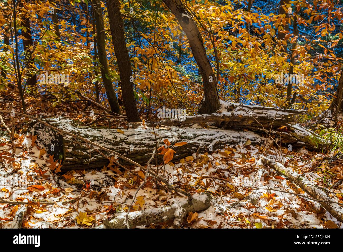 Terrace Falls Conservation area Short Hills Throld Ontario Canada Stock ...