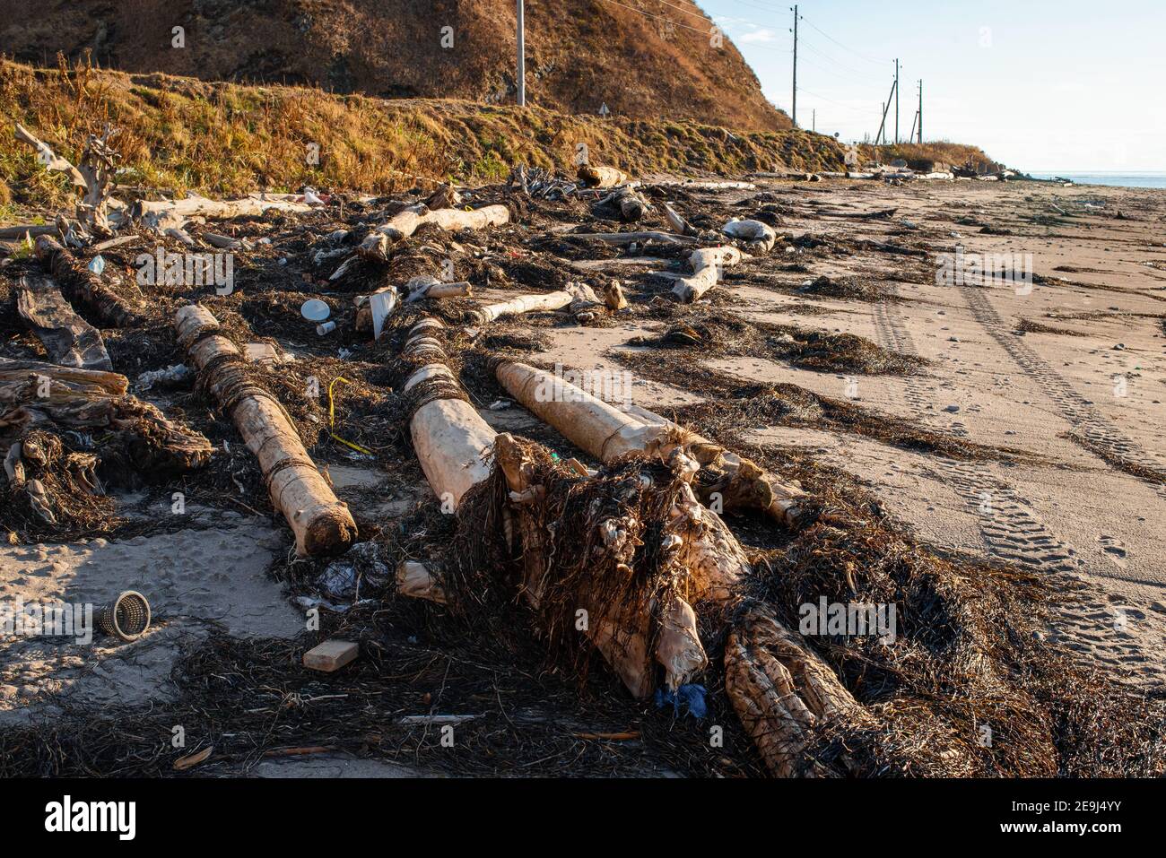 Old trees and garbage washed ashore after the storm. Plastic and wastes ...