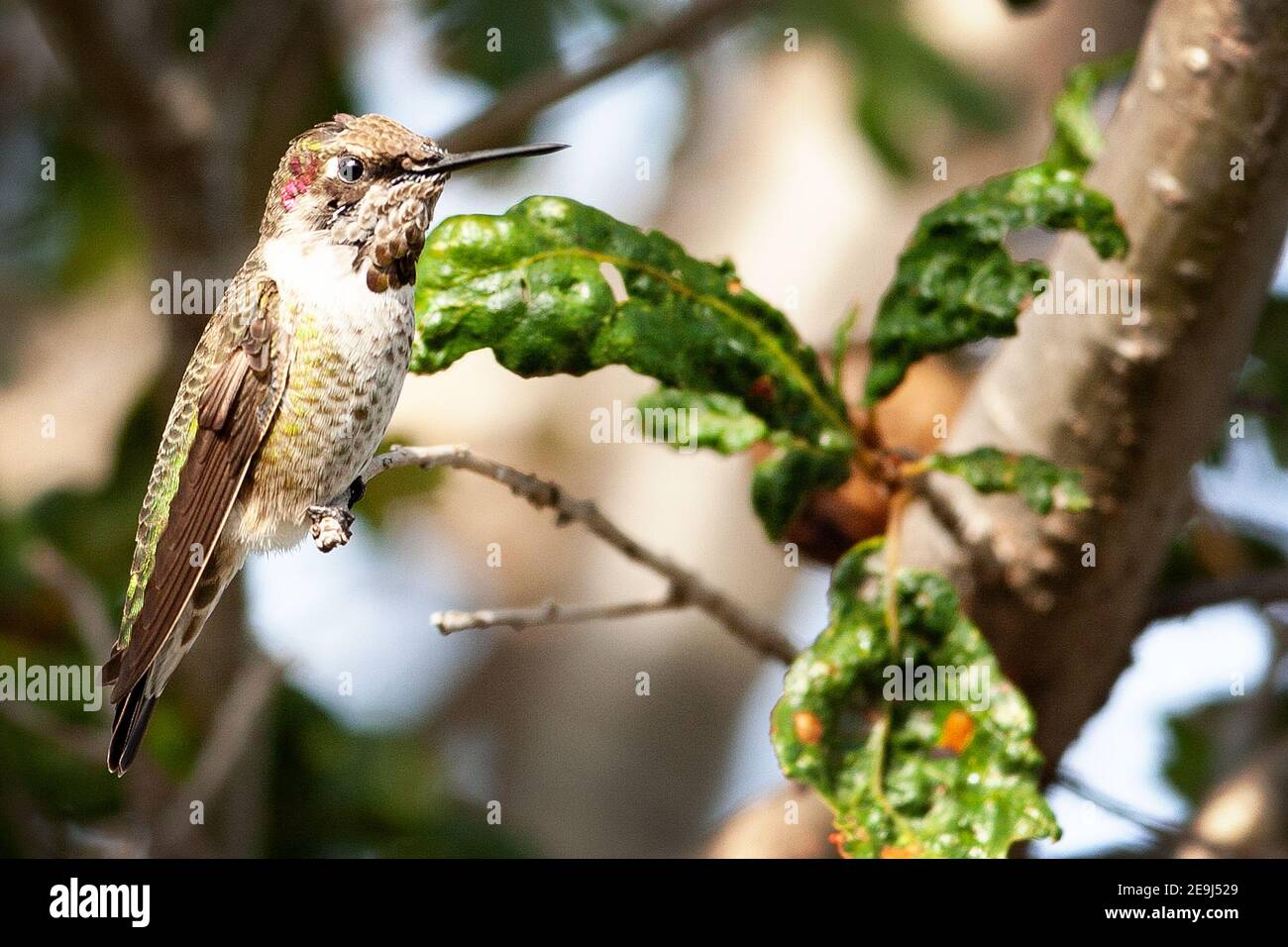 Anna's hummingbird (Calypte anna) in Palo Alto, California Stock Photo ...