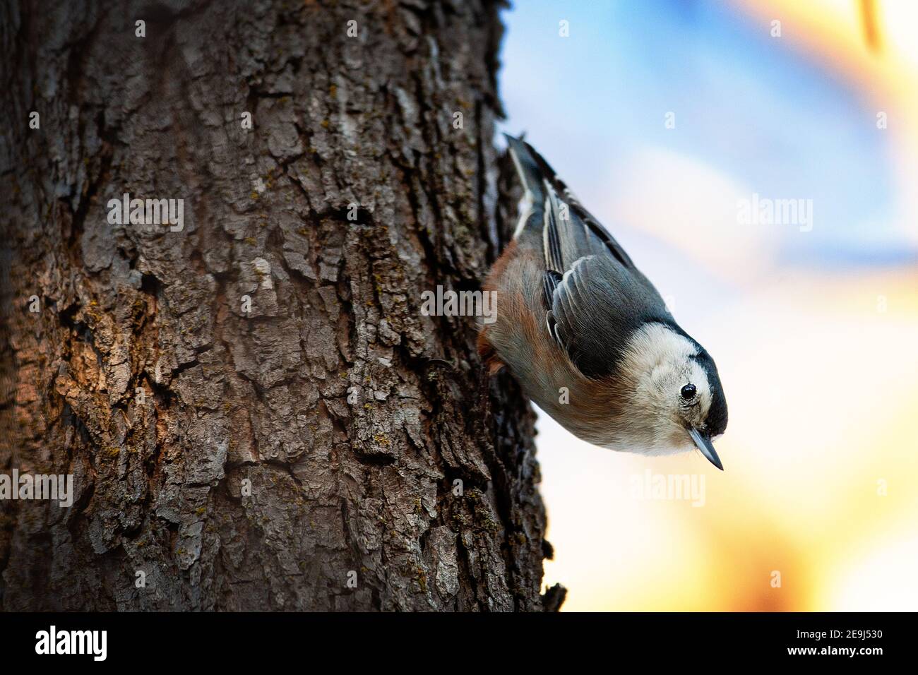 The white-breasted nuthatch (Sitta carolinensis) in Palo Alto ...