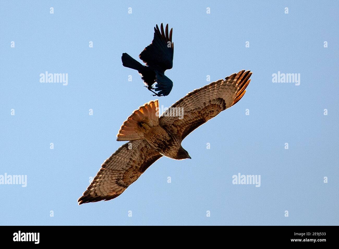 The red-tailed hawk (Buteo jamaicensis) is a bird of prey that breeds ...