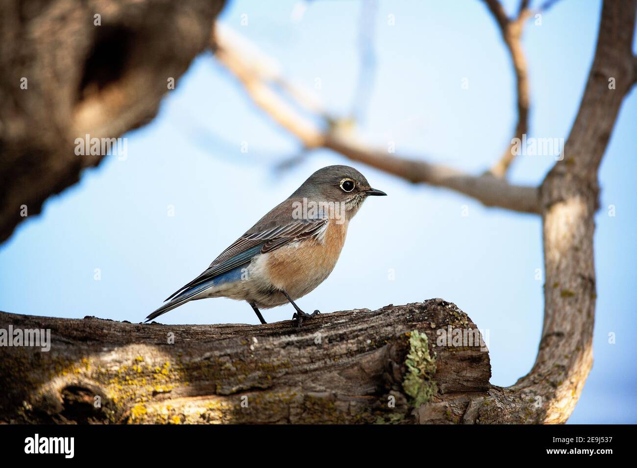 A Western Bluebird (Sialia mexicana) bird in Palo Alto, California ...