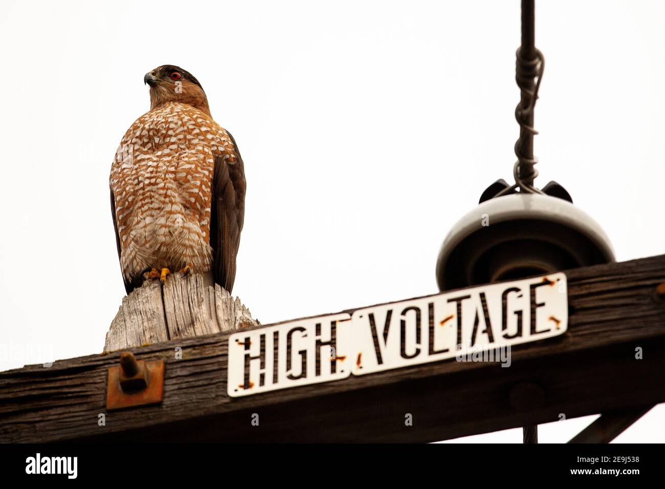 A Cooper's hawk (Astur cooperii) in Palo Alto, California Stock Photo ...