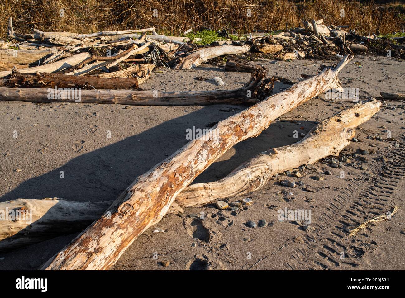 Old trees and garbage washed ashore after the storm. Plastic and wastes ...