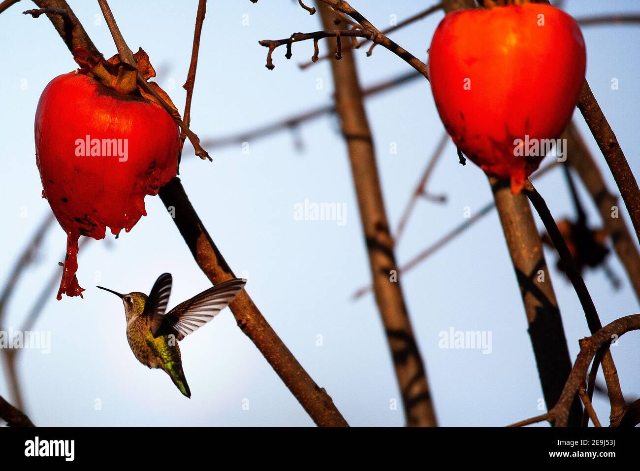 Anna's hummingbird (Calypte anna) at a Persimmon Tree in Palo Alto ...