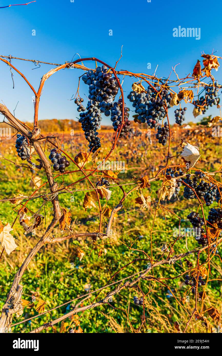 Niagara on the lake vineyard hi-res stock photography and images - Alamy