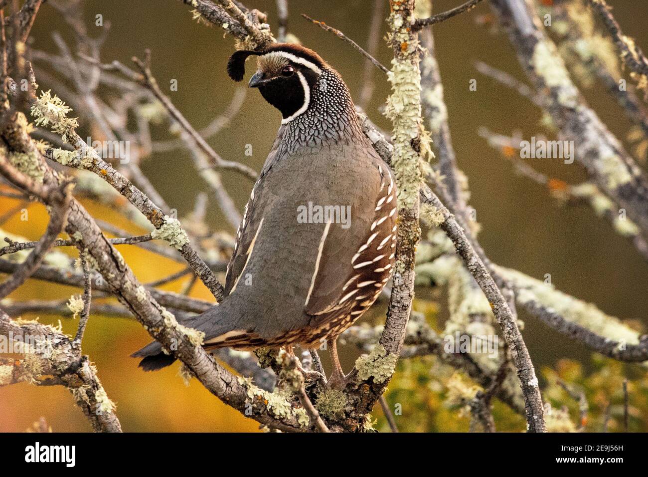 A California Quail (Callipepla californica) bird in Woodside ...