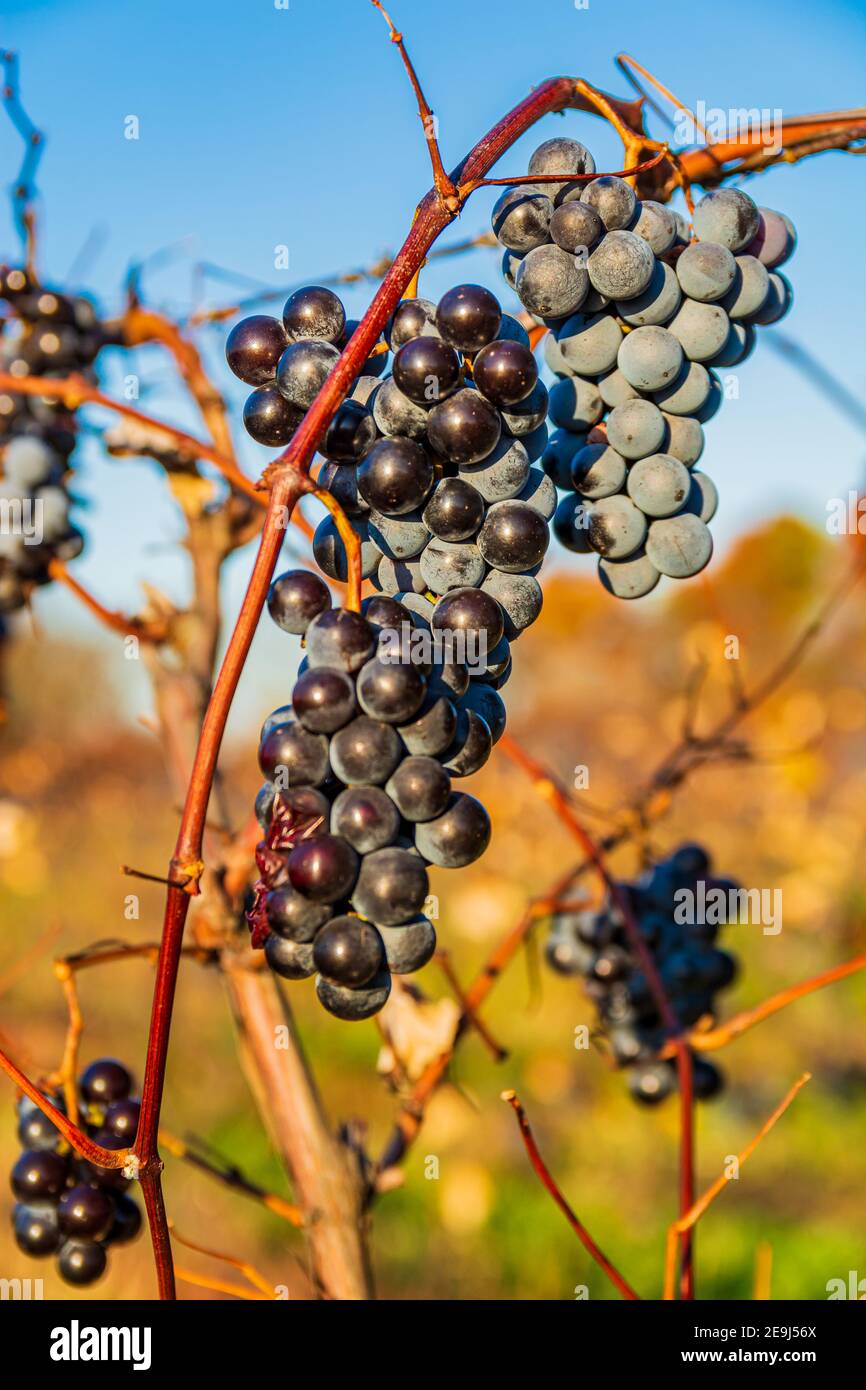 Niagara on the Lake Vineyard Black Grapes Ontario Canada Stock Photo ...
