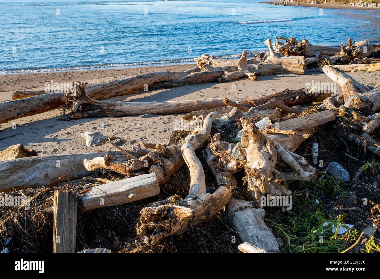 Plastic bottles and wastes trash pollute the beach. Old trees and ...