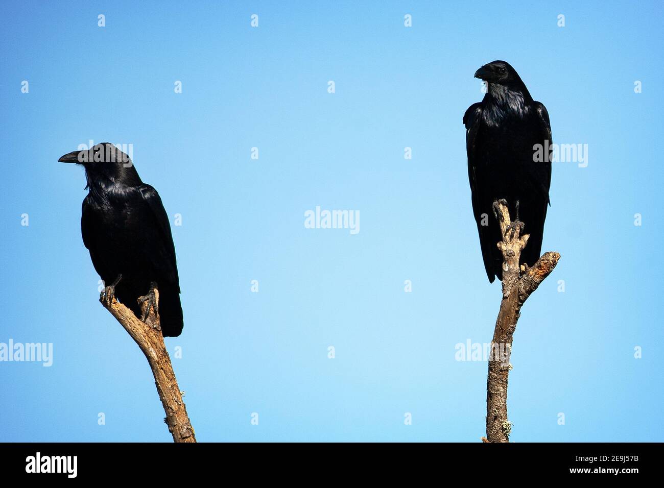 Two Common Raven or Northern Raven (Corvus corax) at the Sacramento ...