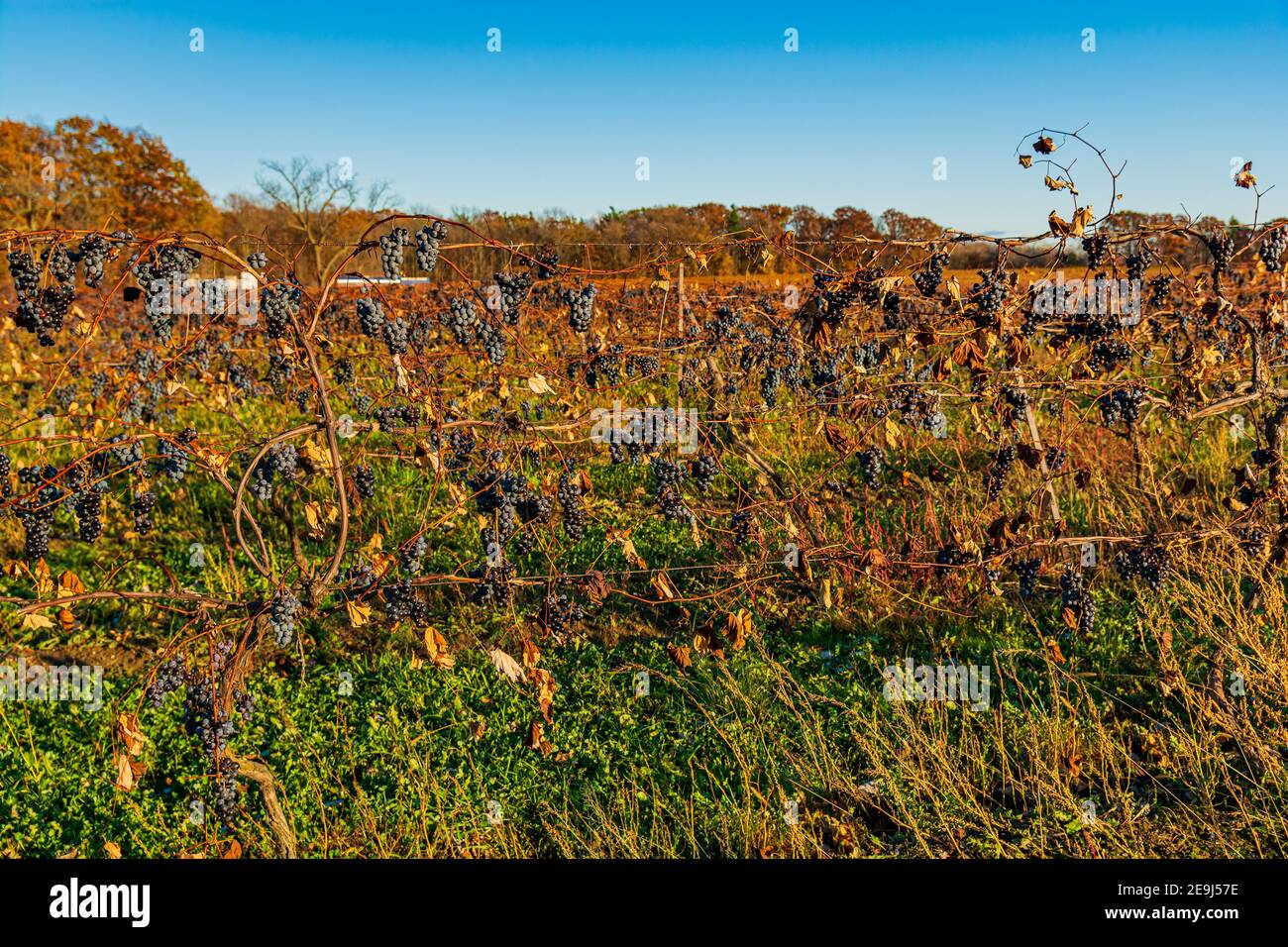 Ontario grapes hi-res stock photography and images - Alamy