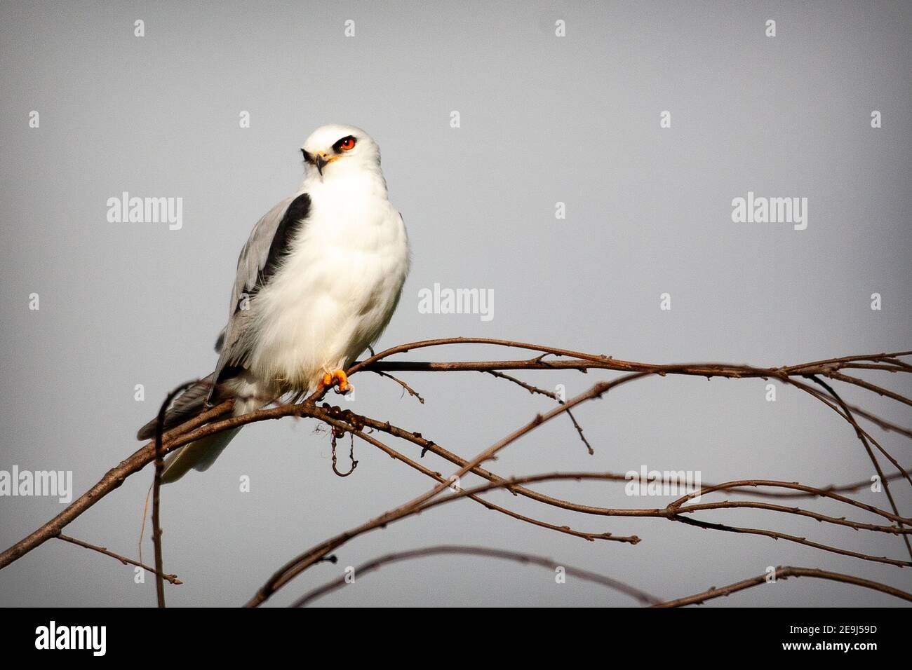 A White-tailed Kite (Elanus leucurus) in Palo Alto, California Stock ...