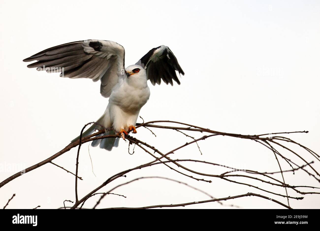A White-tailed Kite (Elanus leucurus) in Palo Alto, California Stock ...