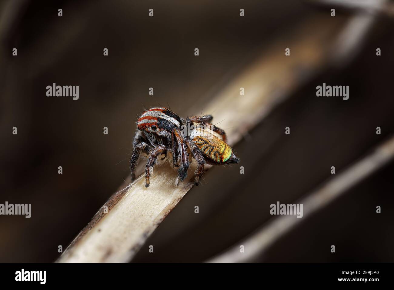 Peacock Spider - Maratus flavus from Western Australia Stock Photo - Alamy