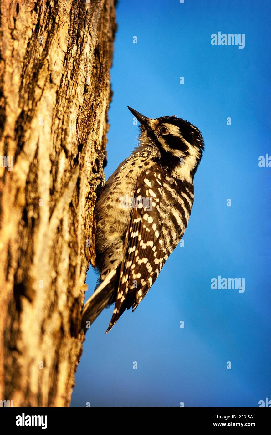 A female Nuttall's woodpecker (Dryobates nuttallii) in Palo Alto ...